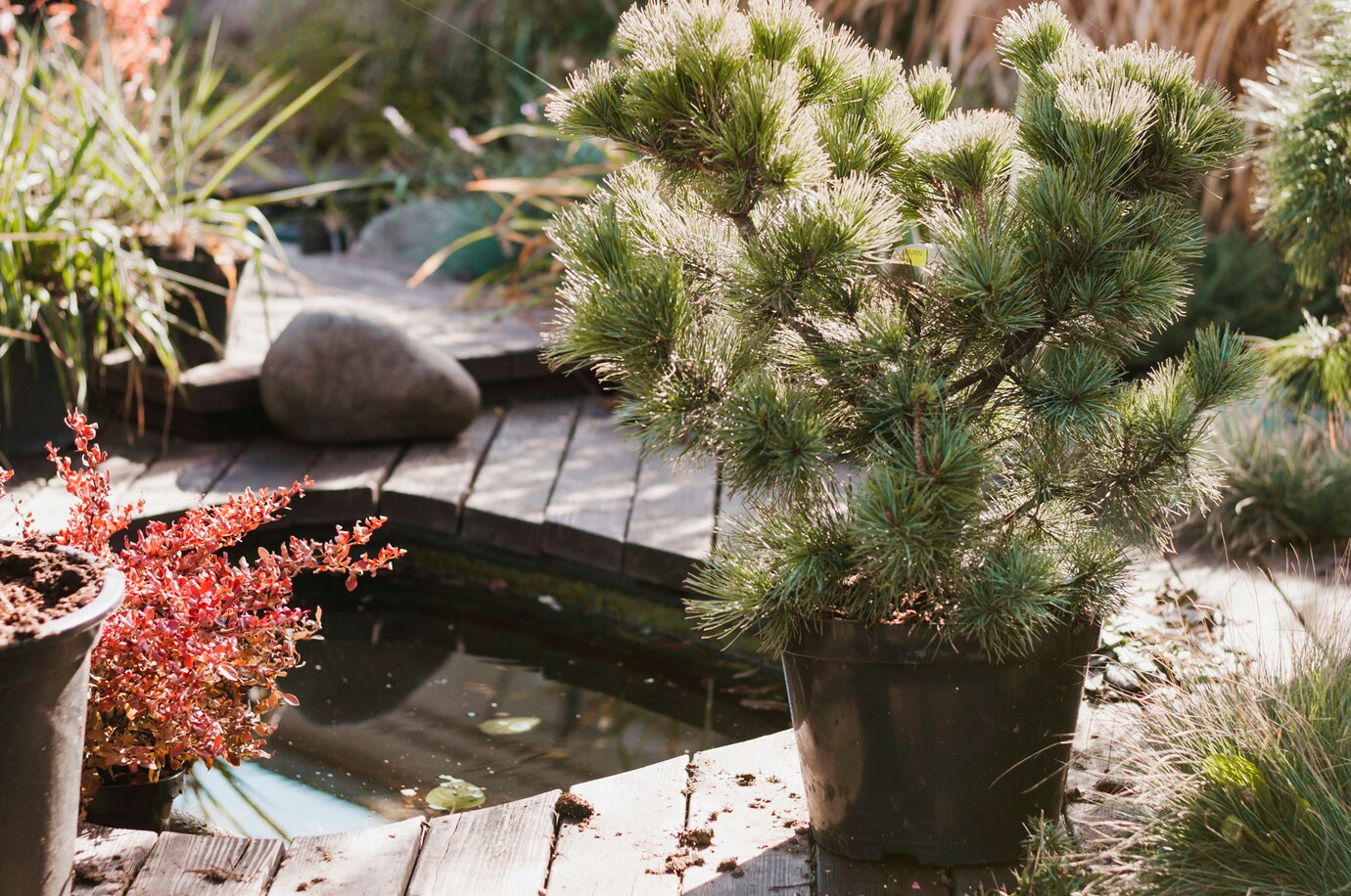 Best Landscaping for Small Gardens in Singapore