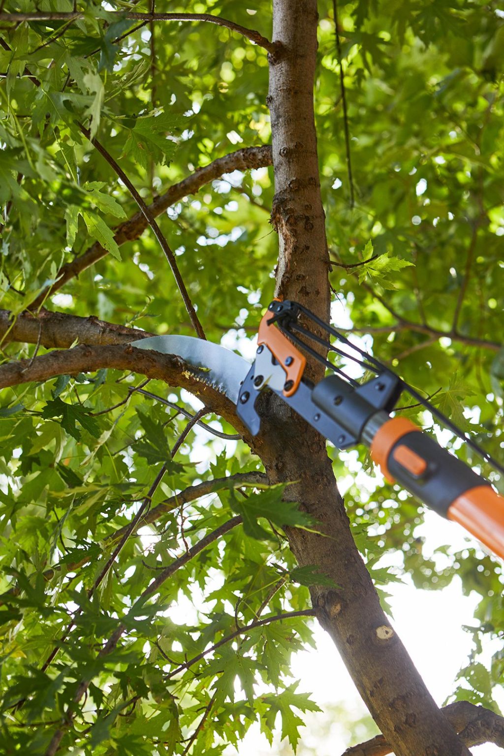 Everything You Need to Know About Tree Pruning in Singapore 2025